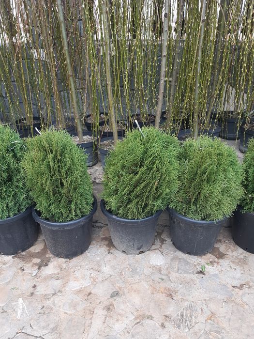 Tuia smarald leylandy pom pon spirale catalpa mesteacăn etc Ilfov ...