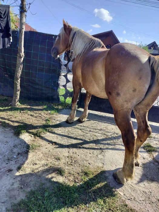 Doua Iepe de vanzare Baia Mare • OLX.ro