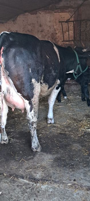 Vând vacă de 2,5 luni Foeni • OLX.ro