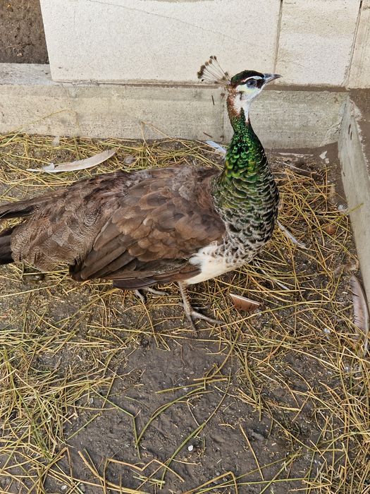 Vând pauni comuni Tecuci • OLX.ro