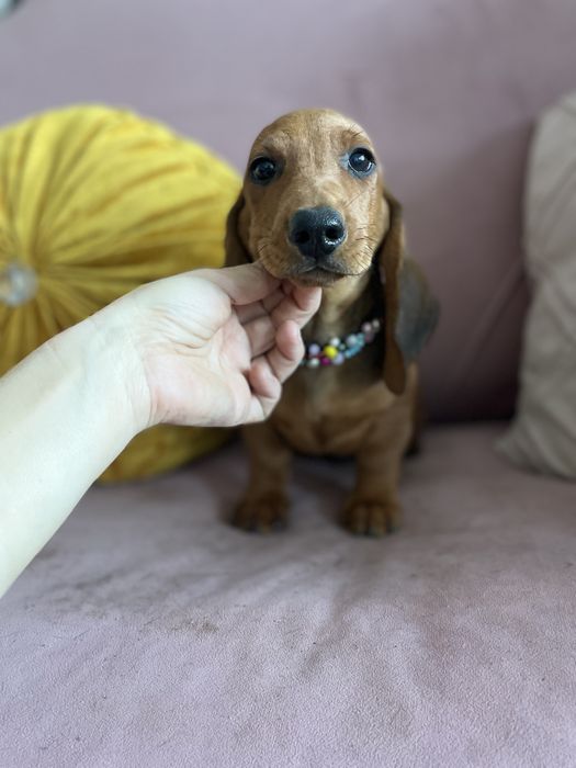 Catel teckel cu Pedigree FCI Ineu • OLX.ro