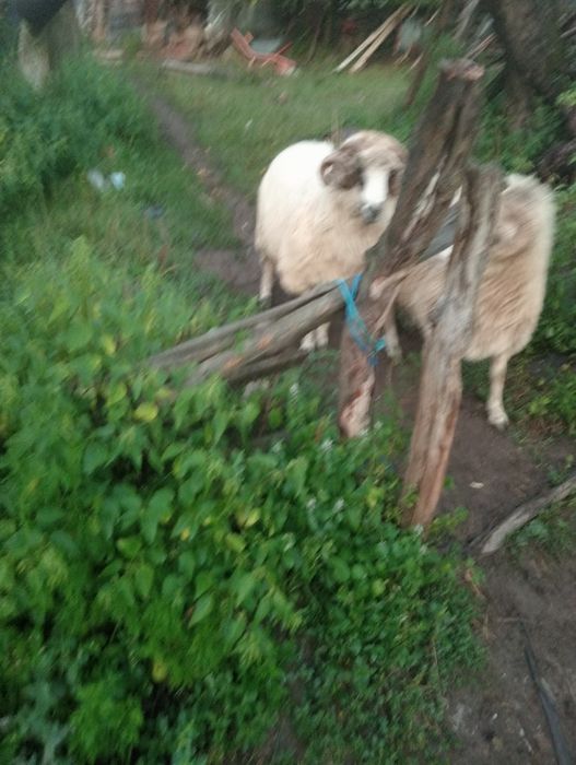 Berbec de vanzare Ohaba-Ponor • OLX.ro