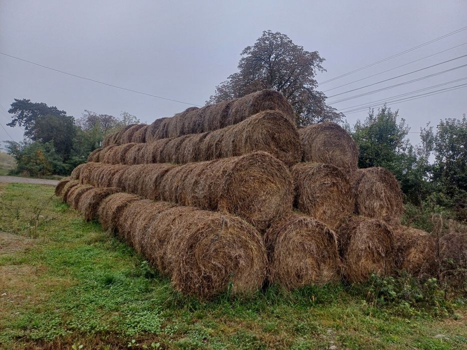 De vânzare baloti de paie rotunzi Brancovenesti • OLX.ro