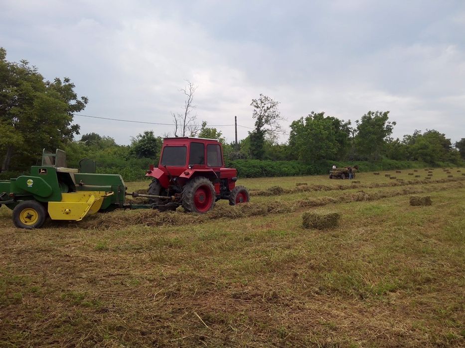 Vanda Baloti fan/otava/lucerna. Baicoi • OLX.ro