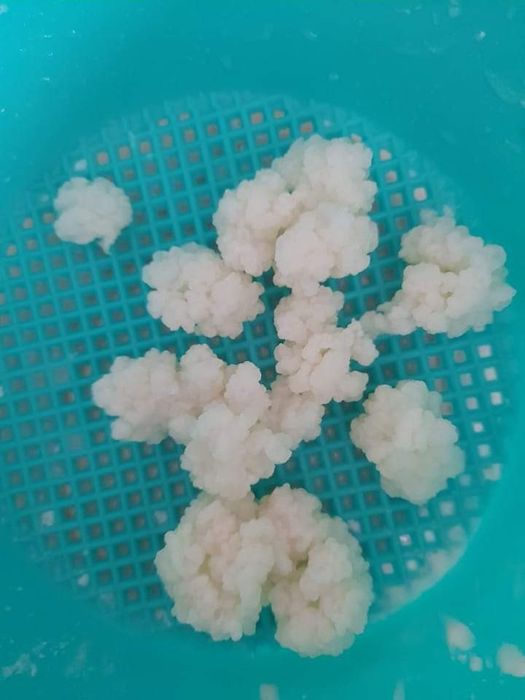 ciuperca kefir de vanzare ' Anunturi ' OLX.ro