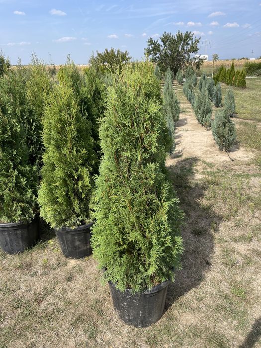 Tuia Columnaris, Chiparos, Plicata Craiova • OLX.ro