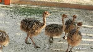 Ferma de Struti Pitesti • OLX.ro