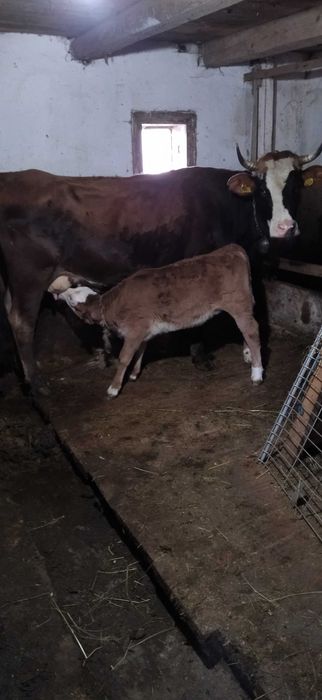 Vinde vitel de rasa bruna de 6 săptămâni Frasin • OLX.ro