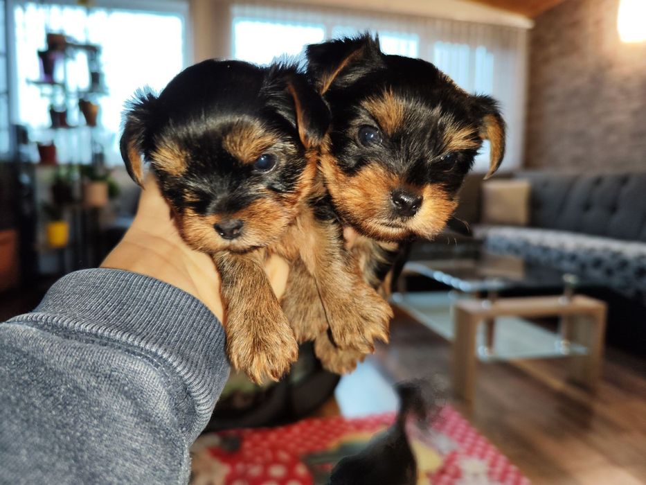 Мини Йорки - братче и сестриче м-т Ален мак • OLX.bg