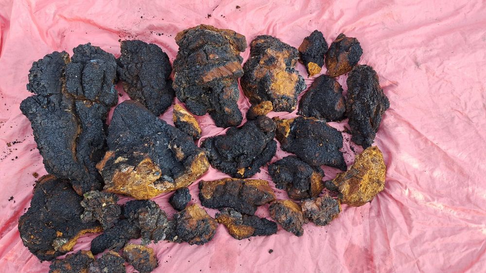 Vând chaga ciuperca care vindecă cancerul Borsec • OLX.ro