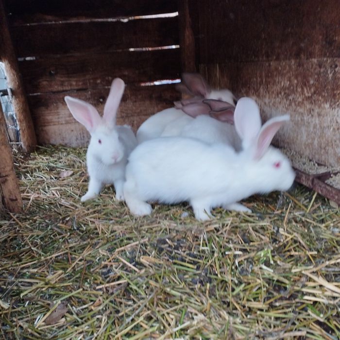 Vind iepuri belgieni Ciumafaia • OLX.ro