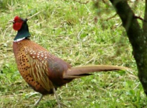 Fazan comun de vanzare Oreavul • OLX.ro