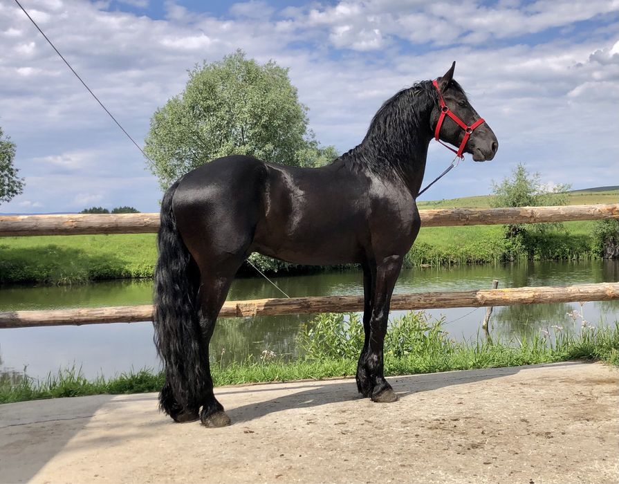 Friesieni Frizieni echitatie calarie Brasov • OLX.ro