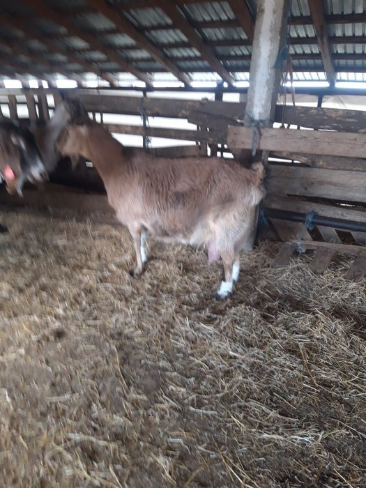 Vand capre metis anglonubiene Filaret • OLX.ro