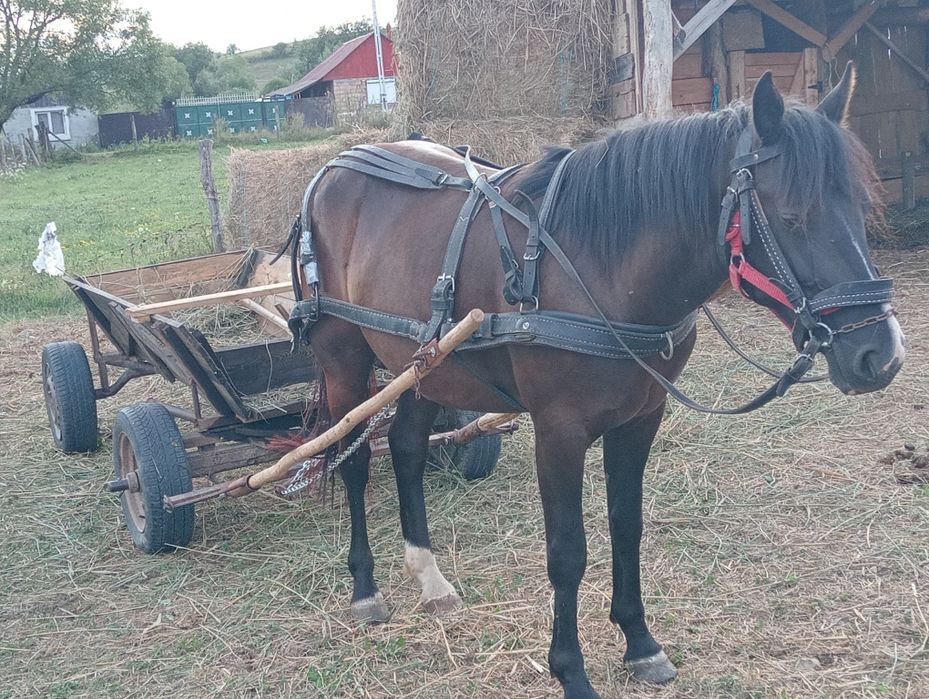 Mânză de vânzare Ticusu Vechi • OLX.ro