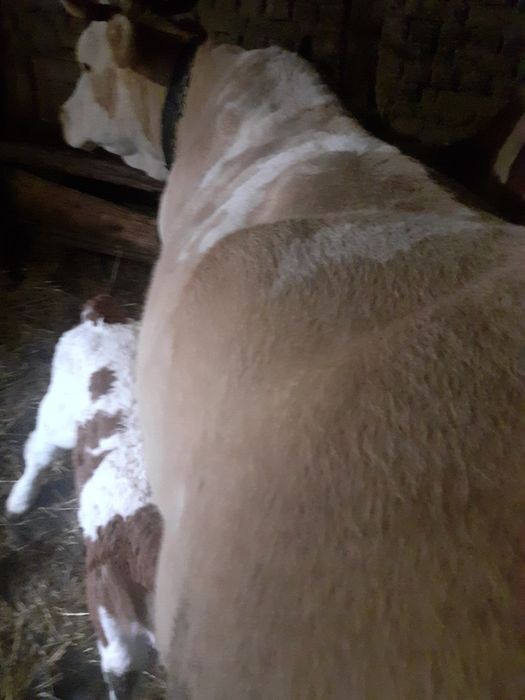Vacă cu Vițelu vaca are 15 ani și Vițelu 2săptămini se află la Coti ...