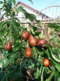 Curmal chinezesc Ciumbrud • OLX.ro