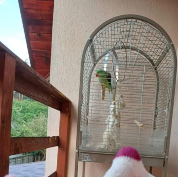 Papagal Marele Alexander Bistrita • OLX.ro