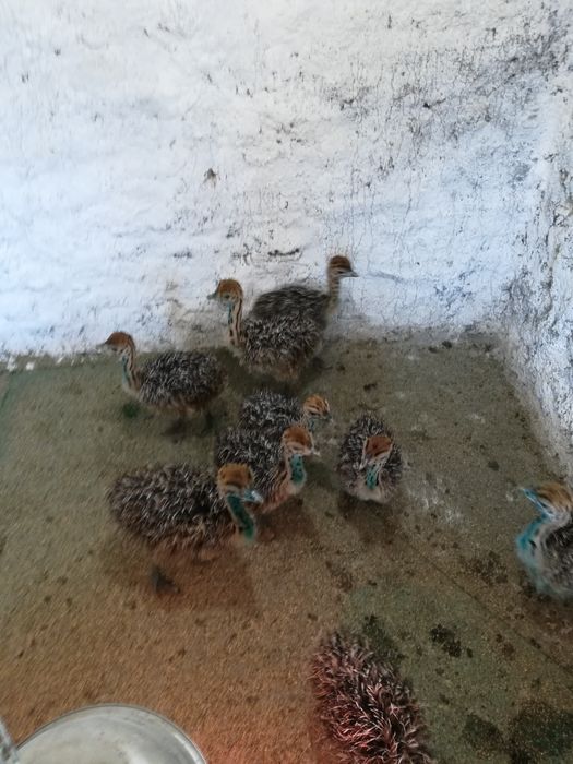 oua de struti de vanzare ' Anunturi ' OLX.ro