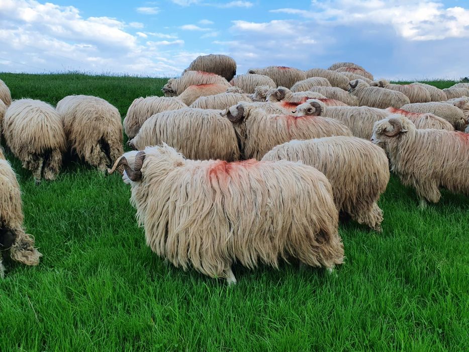 Berbeci rasa țurcană, miori si strămiori, cu certificat de origine ...