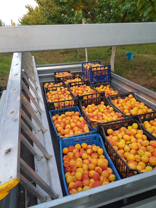 Vand livada de pomi fructiferi Fantanele • OLX.ro