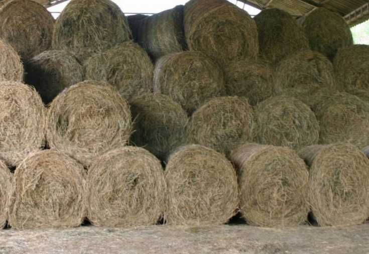 Baloti rotud fan Odorheiu Secuiesc • OLX.ro