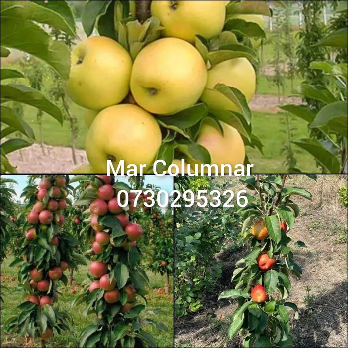 Pomii Fructiferi Altoiți Clasici și Columnari diferite soiuri Panciu ...
