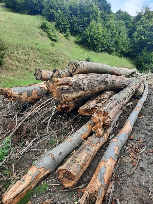 Lemne de foc și de lucru bustean de fag și de stejar Dej • OLX.ro