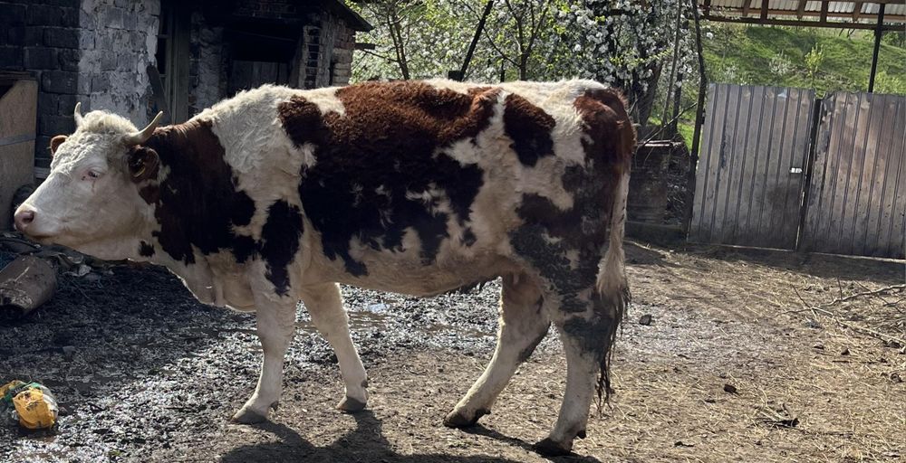 Vând vaca cu vitel Meziad • OLX.ro