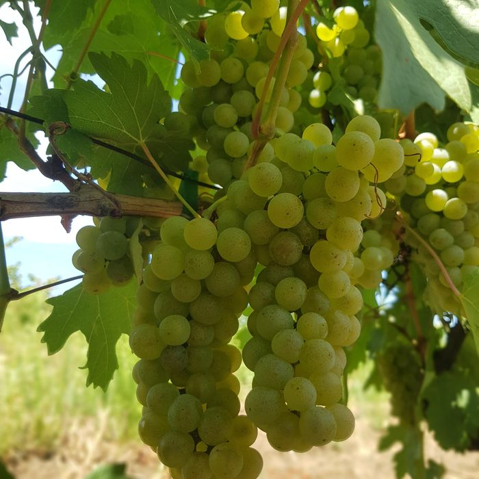 Struguri albi și roșii, Must proaspăt Mizil • OLX.ro