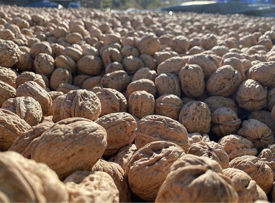 Livada nuci fernor anul 7 Techirghiol • OLX.ro