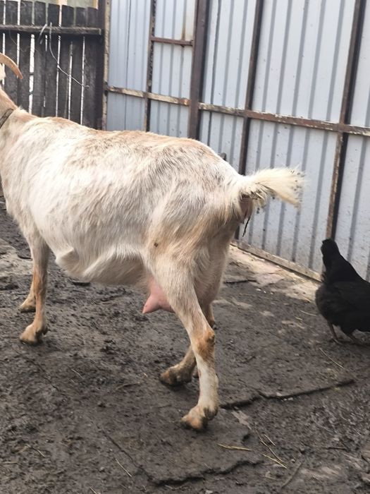 Vând capra metis alpina franceza Mioveni • OLX.ro