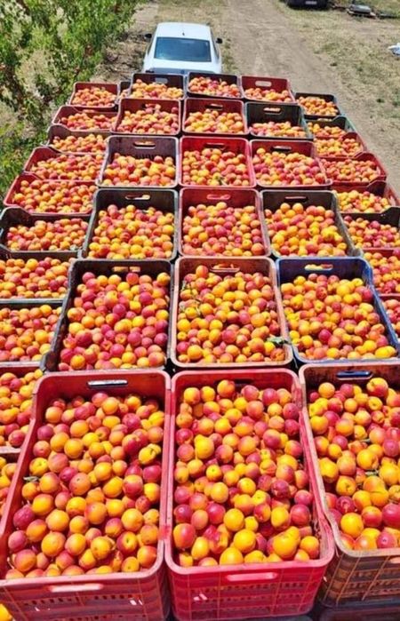 Caise pentru țuică și palincă Livada • OLX.ro