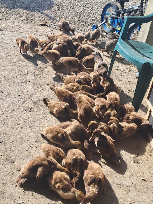 Boboci de rață mută ciocolati la 2 luni și la 1 luna Marcesti • OLX.ro