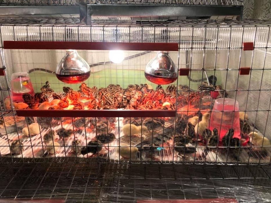 Oua Prepelite pui Custi capcane maternitati rastele Pitesti • OLX.ro