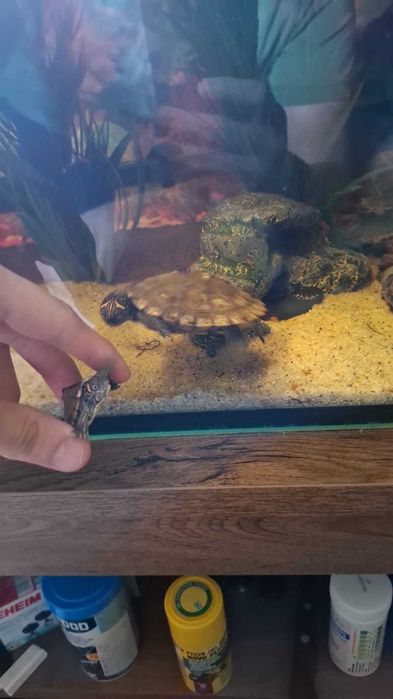 Broasca testoasa Harta de Mississippi (Graptemys pseudogeographica ...