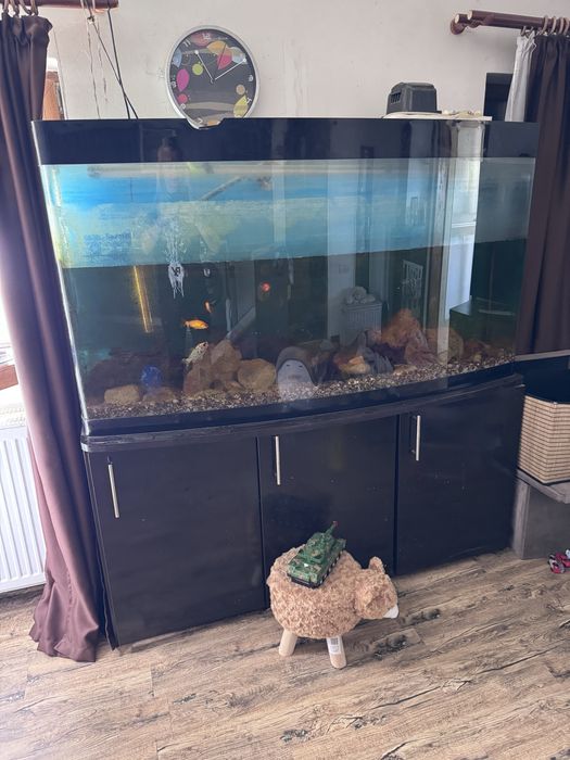 Vand acvariu 600 L Magurele • OLX.ro