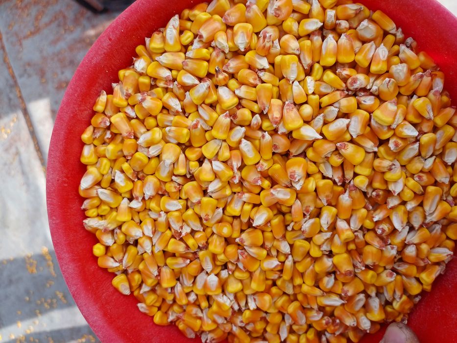 Porumb 1.35lei,grau1,25 kg,orz,mazare,tarate,uruiala Rosia de Amaradia ...