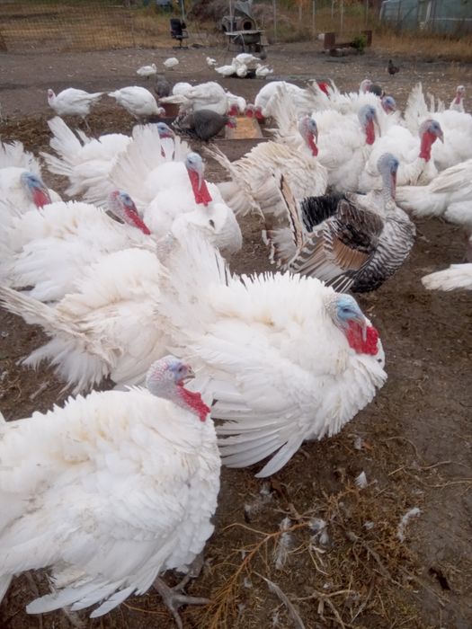 Vând curcani de carne au între 17-18 kg Huruiesti • OLX.ro