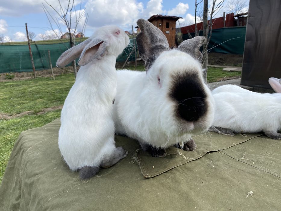 Vând iepuri Zalau • OLX.ro