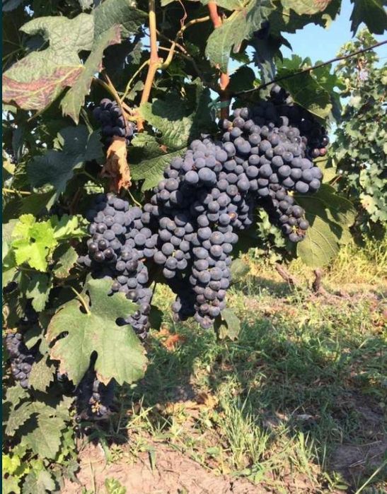 Struguri de vin producție PROPRIE Urziceni • OLX.ro