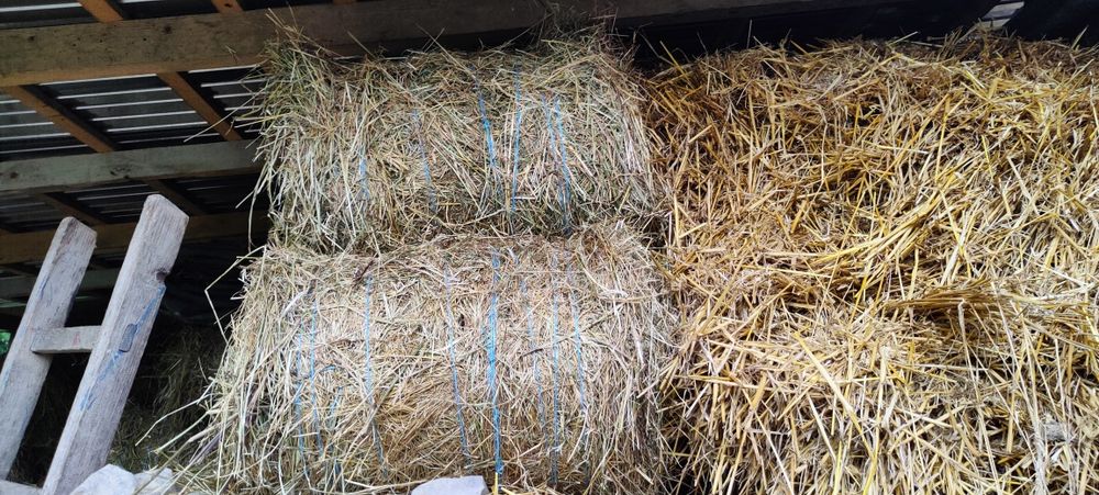 Baloti lucernă cu fân si baloti paie Vata de Jos • OLX.ro