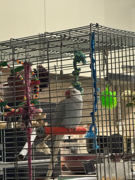 Papagal Micul Alexander Cluj-Napoca • OLX.ro