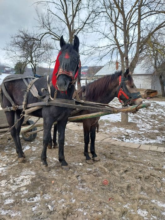 De vânzare manza Pomarla • OLX.ro