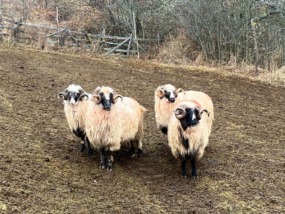 Vând urgent berbeci Bunila • OLX.ro