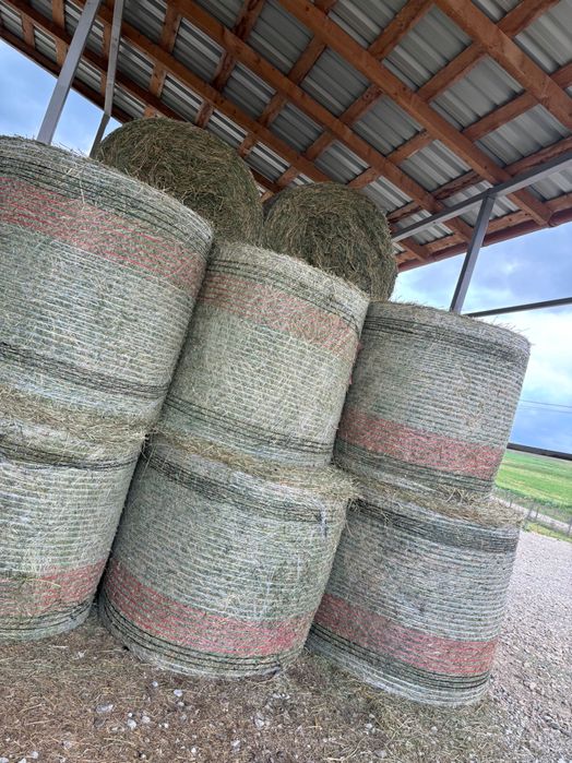 Vând baloți de lucernă Boldut • OLX.ro