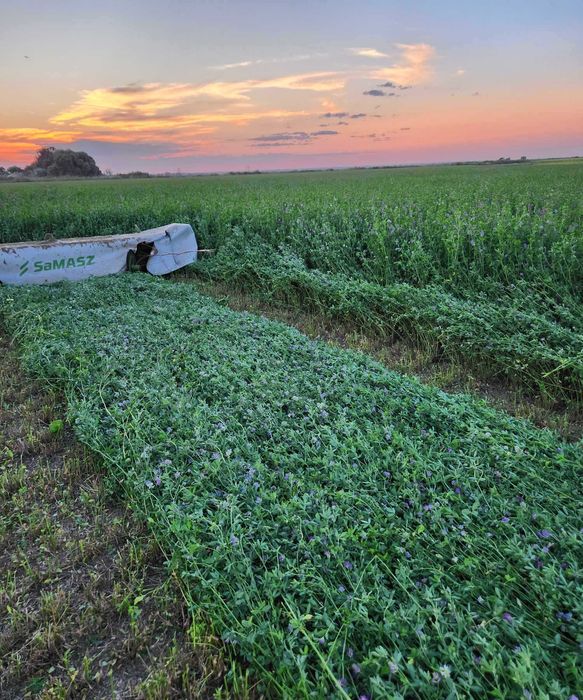 42 Baloti Rotunzi Lucerna imbalotati ieri 15MAI 2025 Galati • OLX.ro