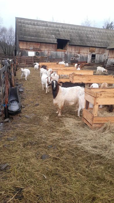 De vanzare capre Buren (boier) Miercurea-Ciuc • OLX.ro