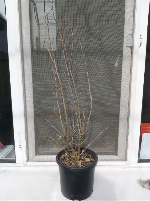 Rodie / Rodiu (Punica granatum Wonderful) | Pom productiv Craiova • OLX.ro