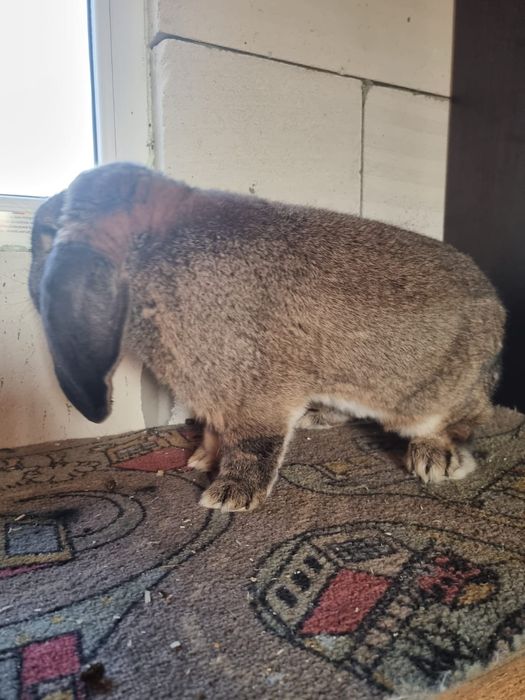 Iepuri Berbec German. Bistrita • OLX.ro